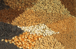 Understanding Seeds in the Bible! Plant a Seed, Get a Harvest! Part 1 ...